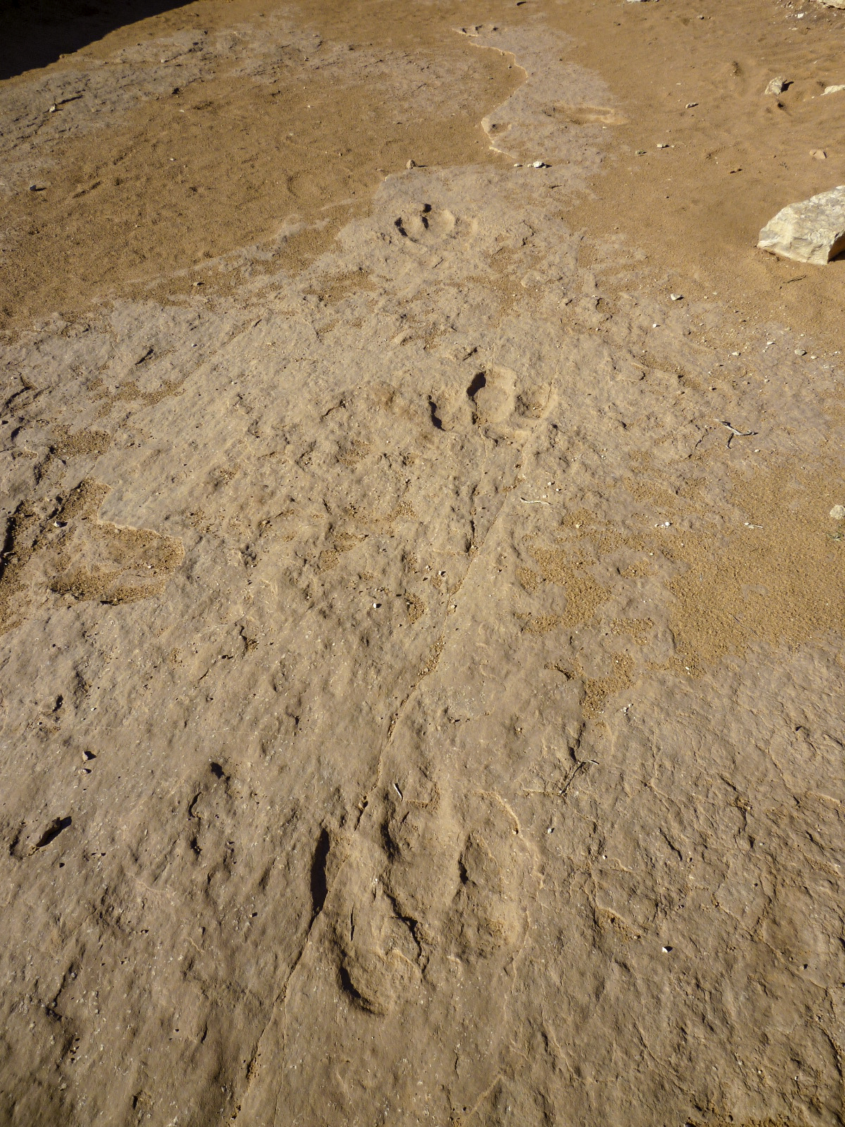 Dinosaur Tracks! – GoGoTacoNegro